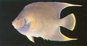 Angelfish Identification, Marine Aquariums and Coral Reef Aquarium Tank ...