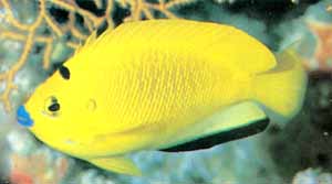 Angelfish Identification, Marine Aquariums and Coral Reef Aquarium Tank ...