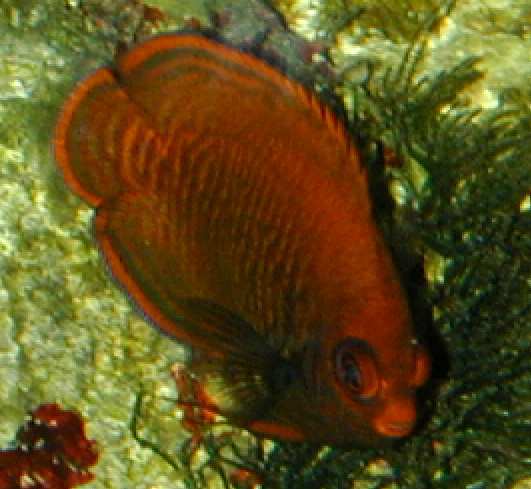 Golden Pygmy Angel Centropyge aurantia, Marine Aquariums and Coral Reef ...