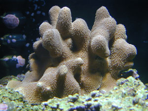 Corals, Acropora, Marine Aquariums and Coral Reef Aquarium Tank, Stand ...