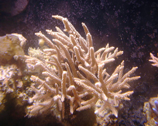 Corals, Acropora, Marine Aquariums and Coral Reef Aquarium Tank, Stand ...