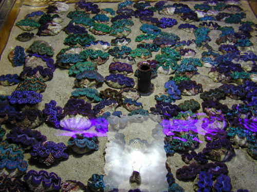 Kima: kerang raksasa yang semakin langka | Cakrawala