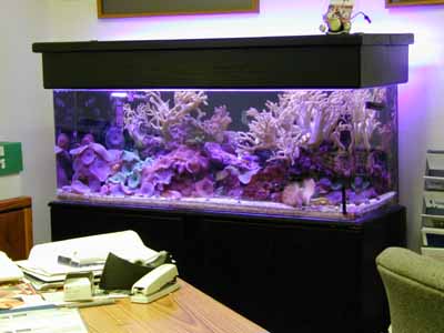 60 Gallon Soft Coral Reef Tank, Aquarium Design, Marine Aquariums and ...