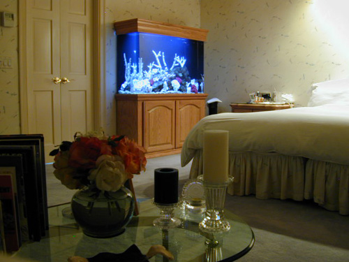 80 Gallon Marine Fish Tank, Aquarium Design, Marine Aquariums and Coral ...